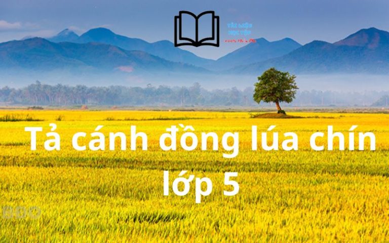 10+ Bài Văn Tả Cánh Đồng Lúa Chín Lớp 5 Ngắn Gọn Nhất