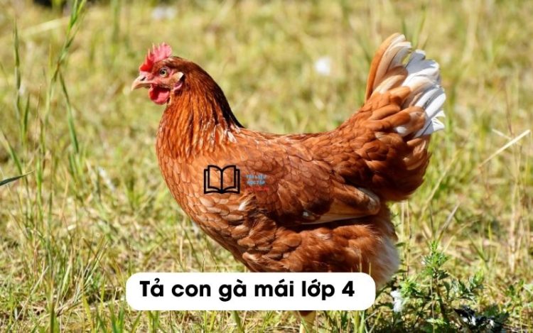 7 bài văn tả con gà trống, gà mái lớp 4 ngắn gọn, hay nhất